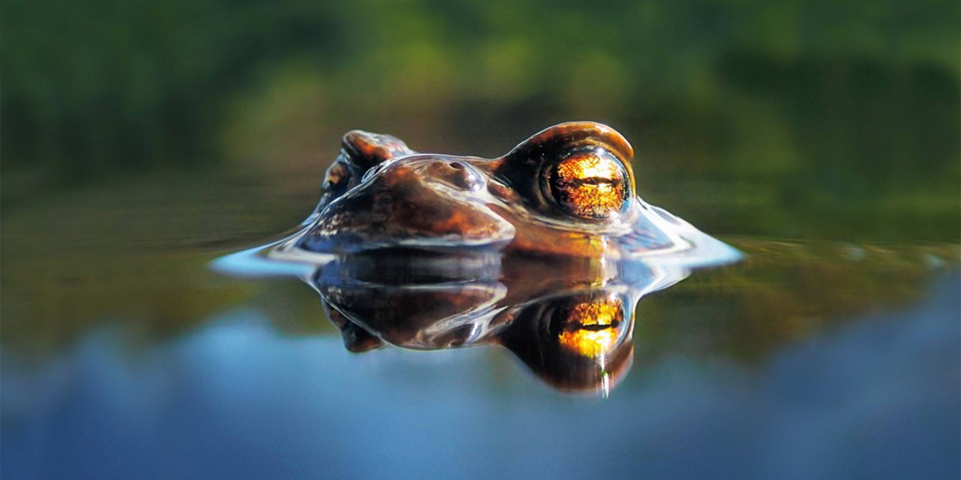 Våtmarker vid Råcksta träsk utvecklas för grodor och andra groddjur ...